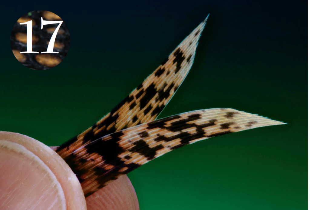The Flight of the Grouse | Fly Tyer