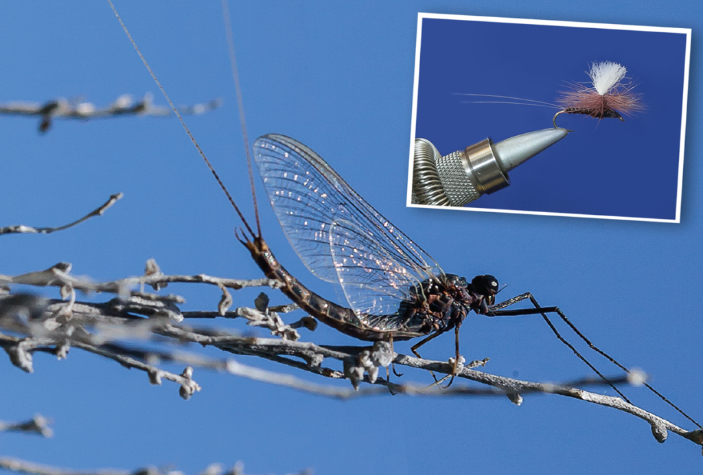 The Black Drake: Evolution of a Mayfly | Fly Tyer